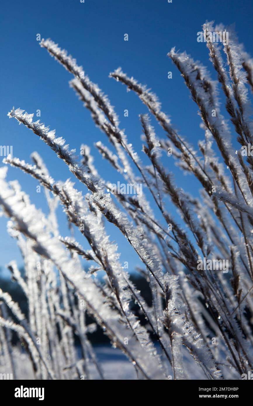 A hard frost covers the countryside on christmas day. Covering a fall ...