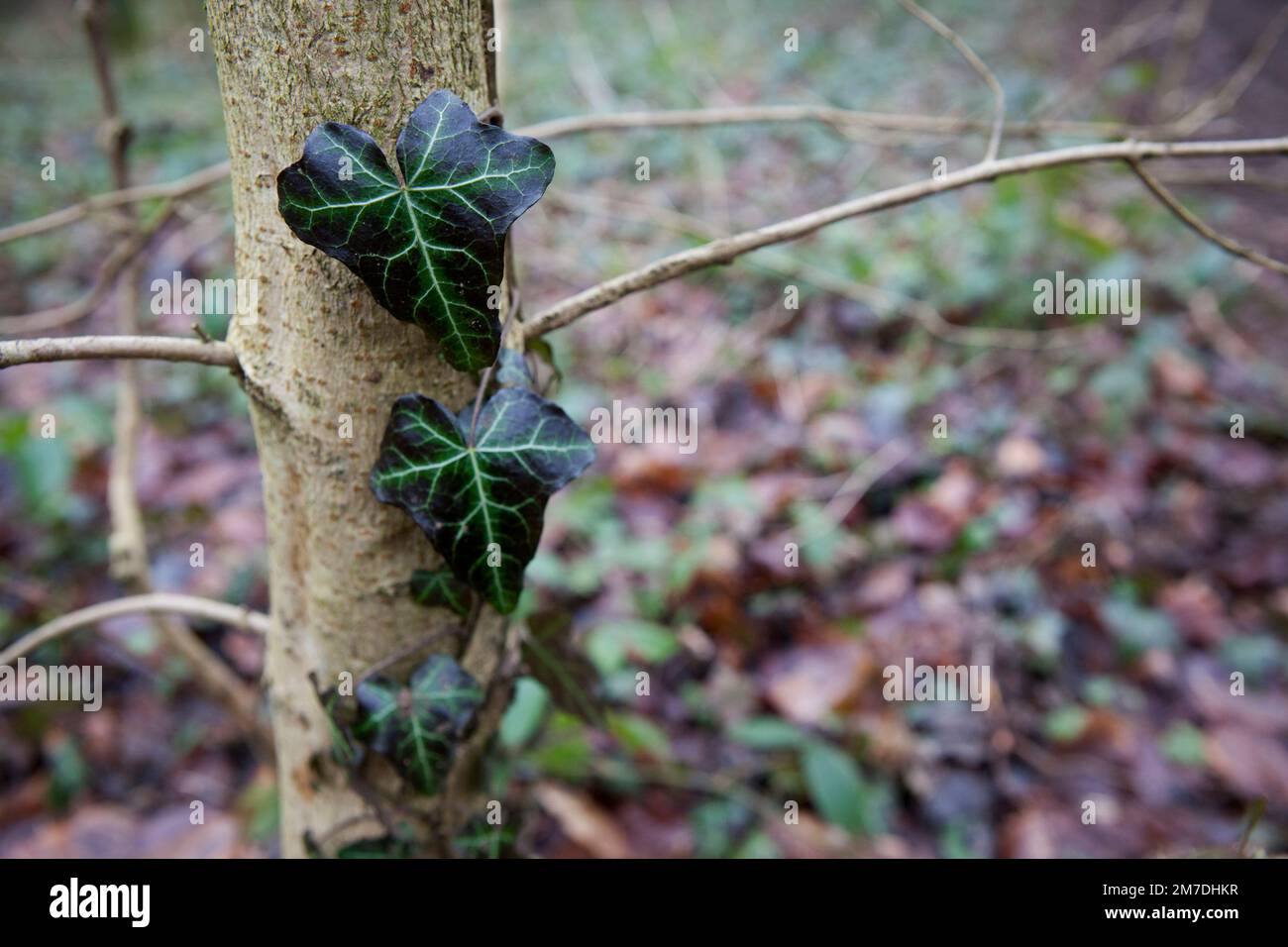Deep green and red ivy growing on a tree in a forest in the UK Stock ...