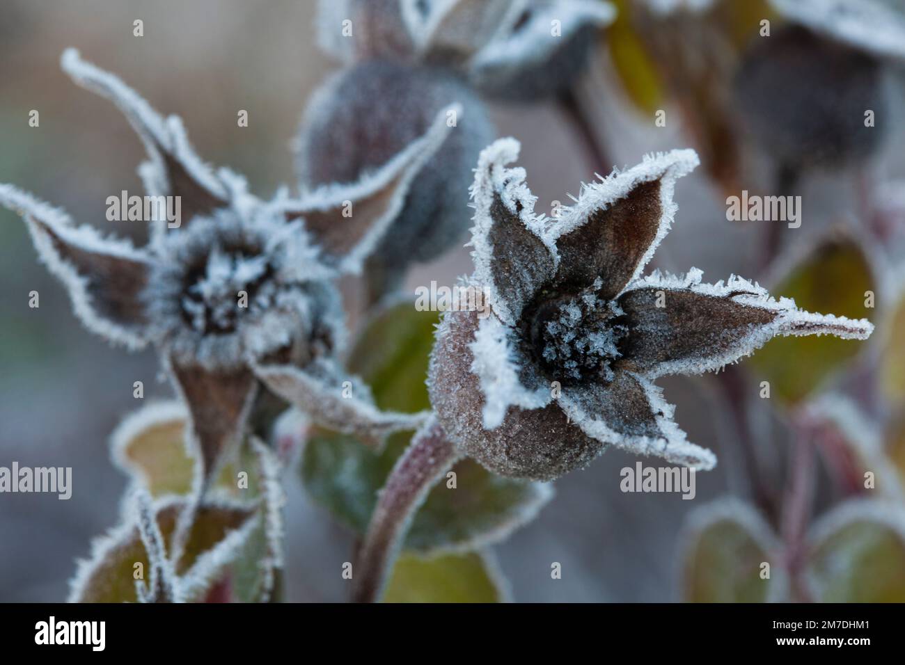 Rose Bush Dead Heads at Callum Winter-irving blog