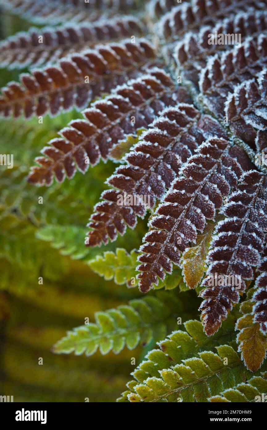 Frost edged fern leaves creating patterns across the fronds in green ...