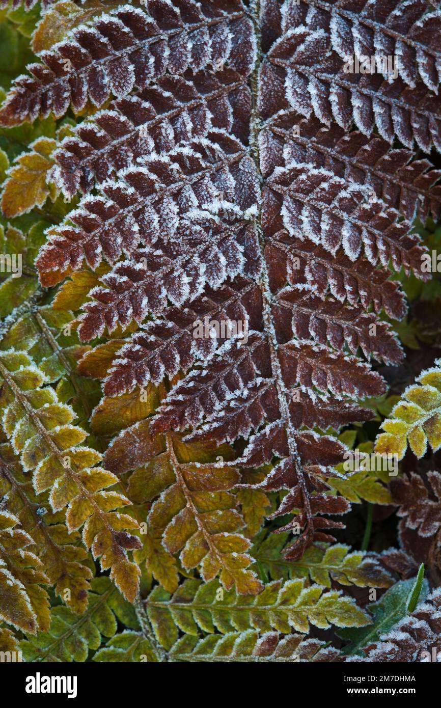 Frost edged fern leaves creating patterns across the fronds in green ...