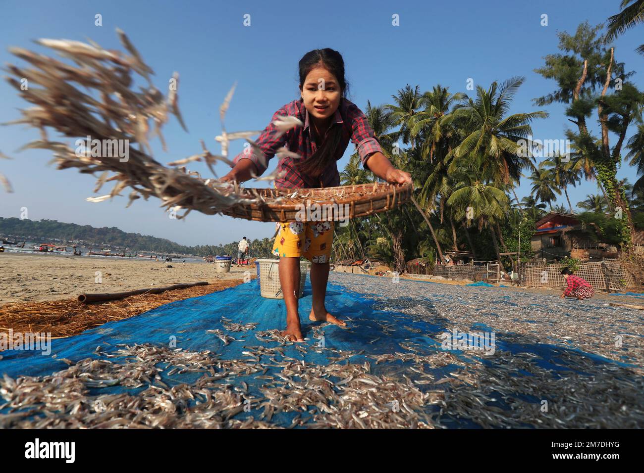A woman spreads out fish to dry on the Ngapali Beach near a fishing ...
