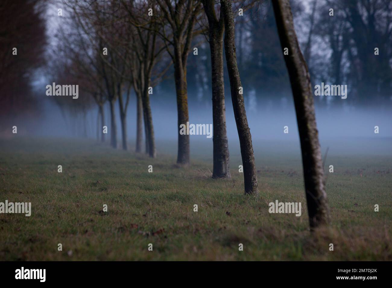 Line deciduous winter trees hi-res stock photography and images - Alamy