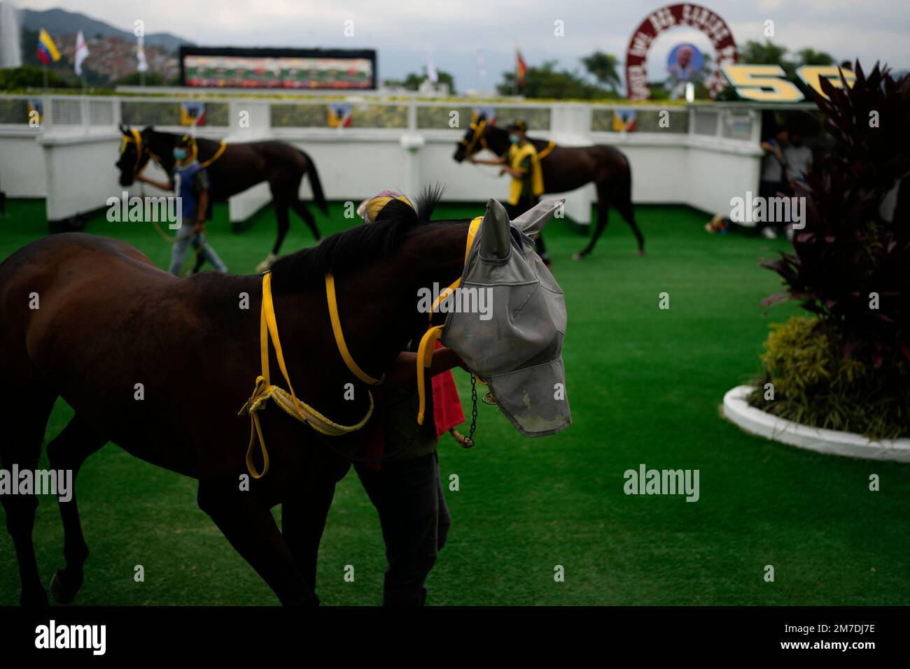 A horse wearing a fly mask is walked in a pre-parade ring at the ...