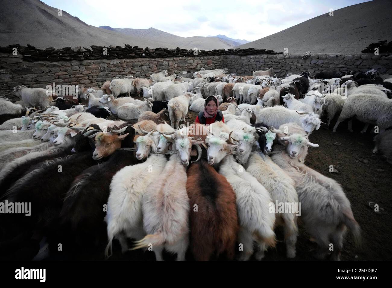 Dolma Angmo, wife of nomad Tsering Angchuk, attends her hardy Himalayan ...