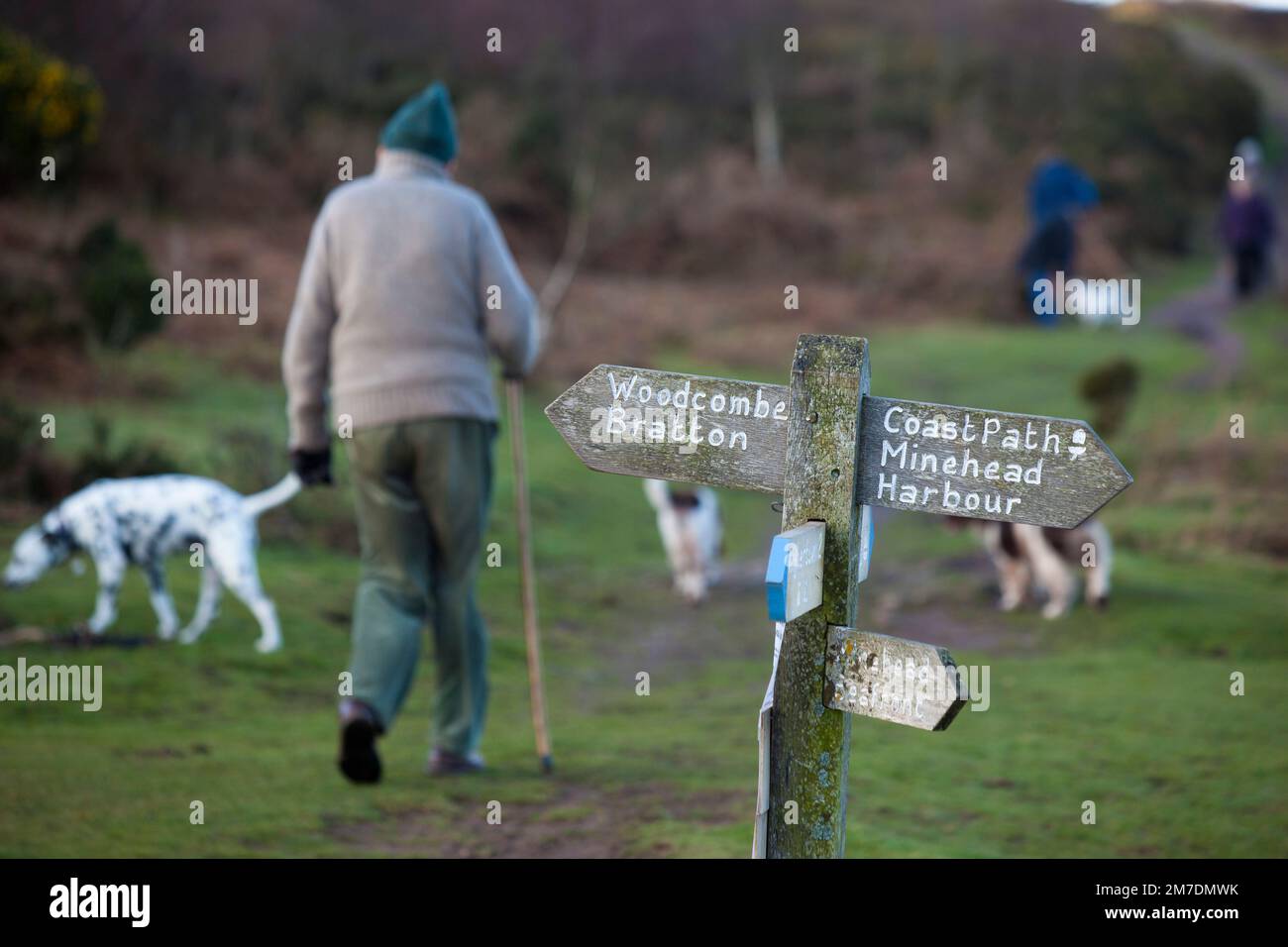 An old man walks his dogs on the South West Coastal path near Minehead ...