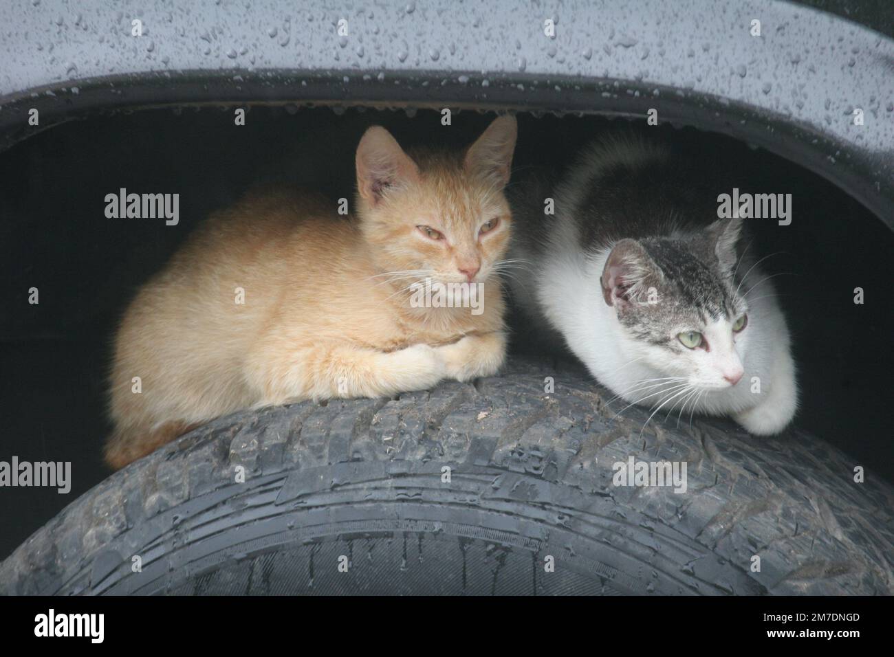 Car tire and cats hi-res stock photography and images - Alamy