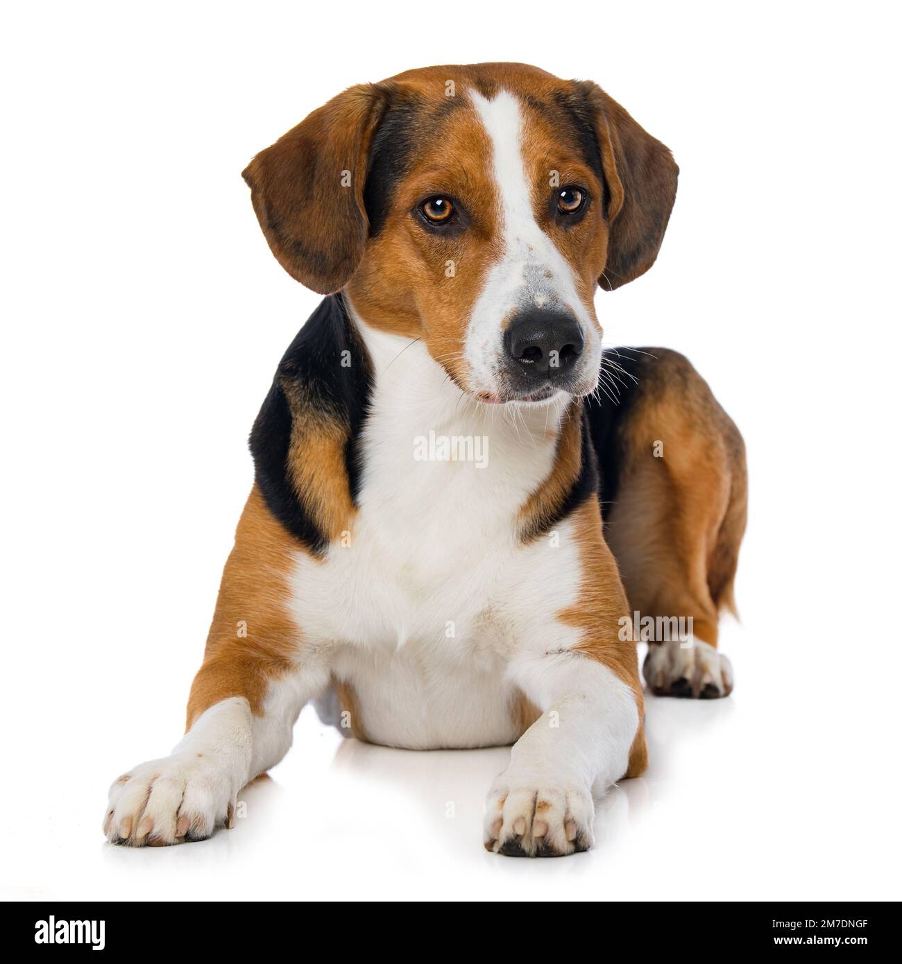 Cross breed dog isolated on white background Stock Photo - Alamy