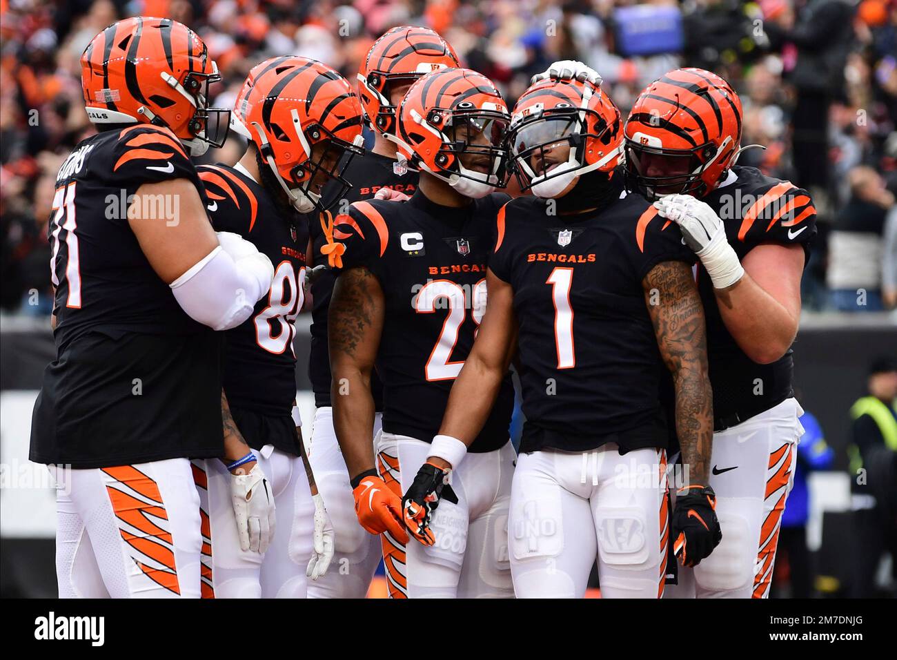 Cincinnati Bengals wide receiver Ja'Marr Chase (1) celebrates his ...
