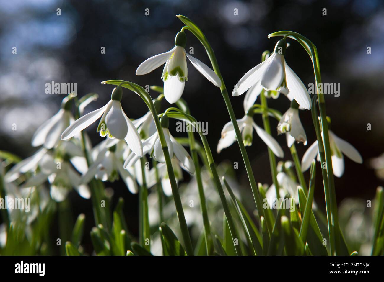 Tiny snowdrop flowers waving in the breeze on a bright February day in ...