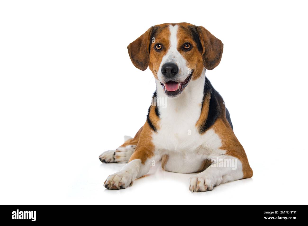 Cross breed dog isolated on white background Stock Photo - Alamy