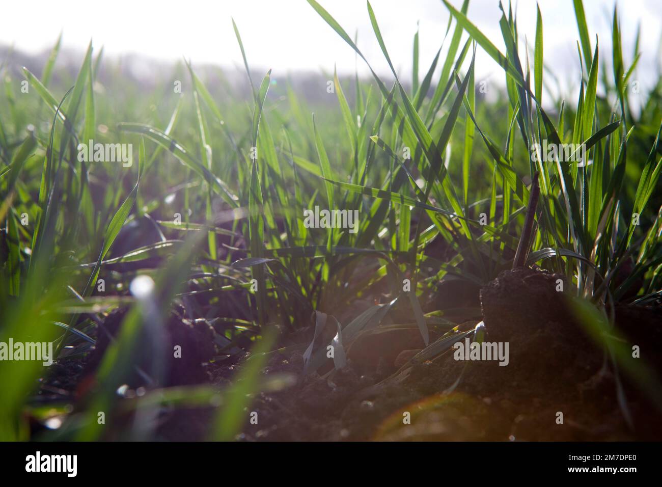 New shoots of grass hi-res stock photography and images - Alamy