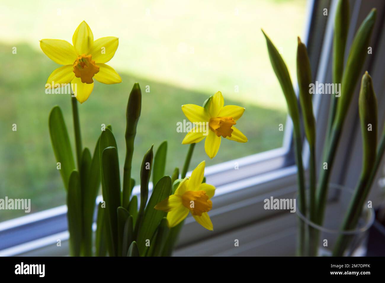Daffodils in a pot sit on a kitchen window sill in the spring sunshine ...