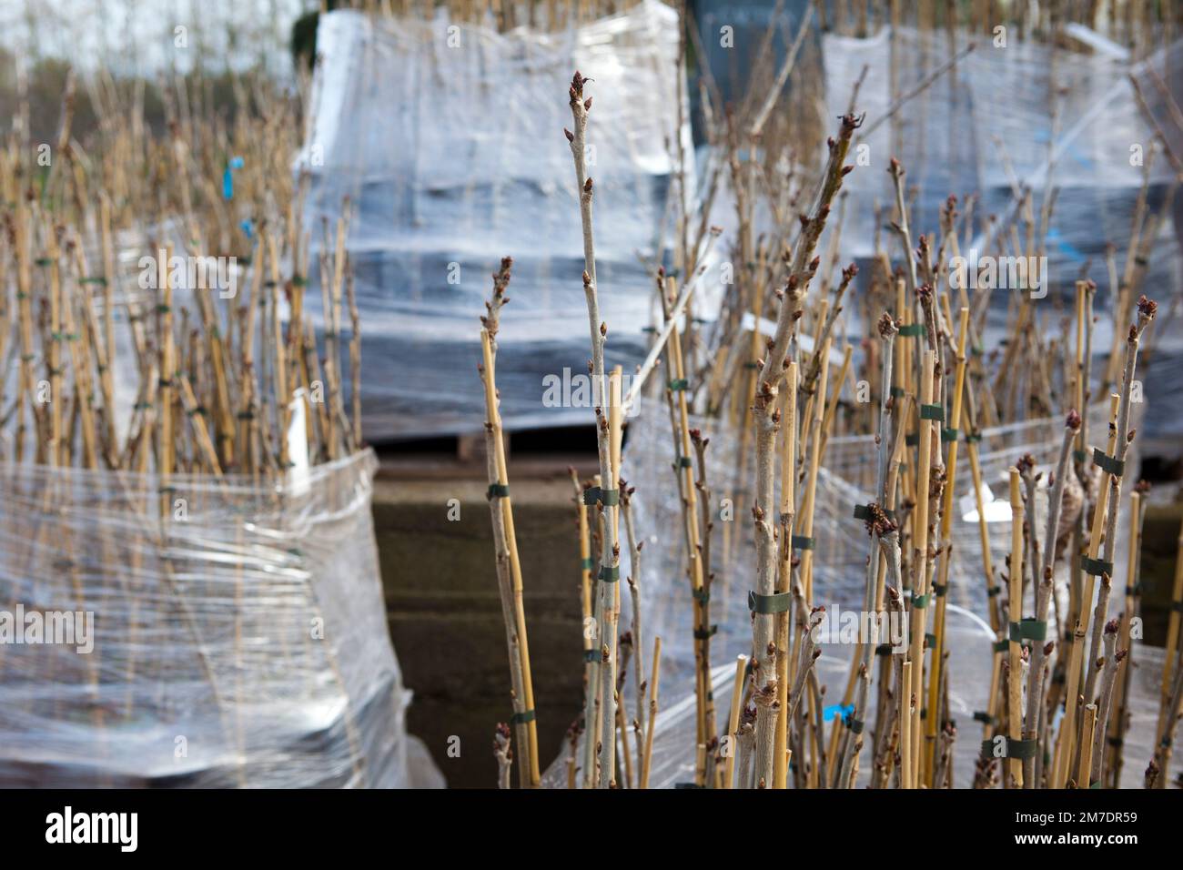 Young tree saplings on pallets waiting to be delivered and planted ...