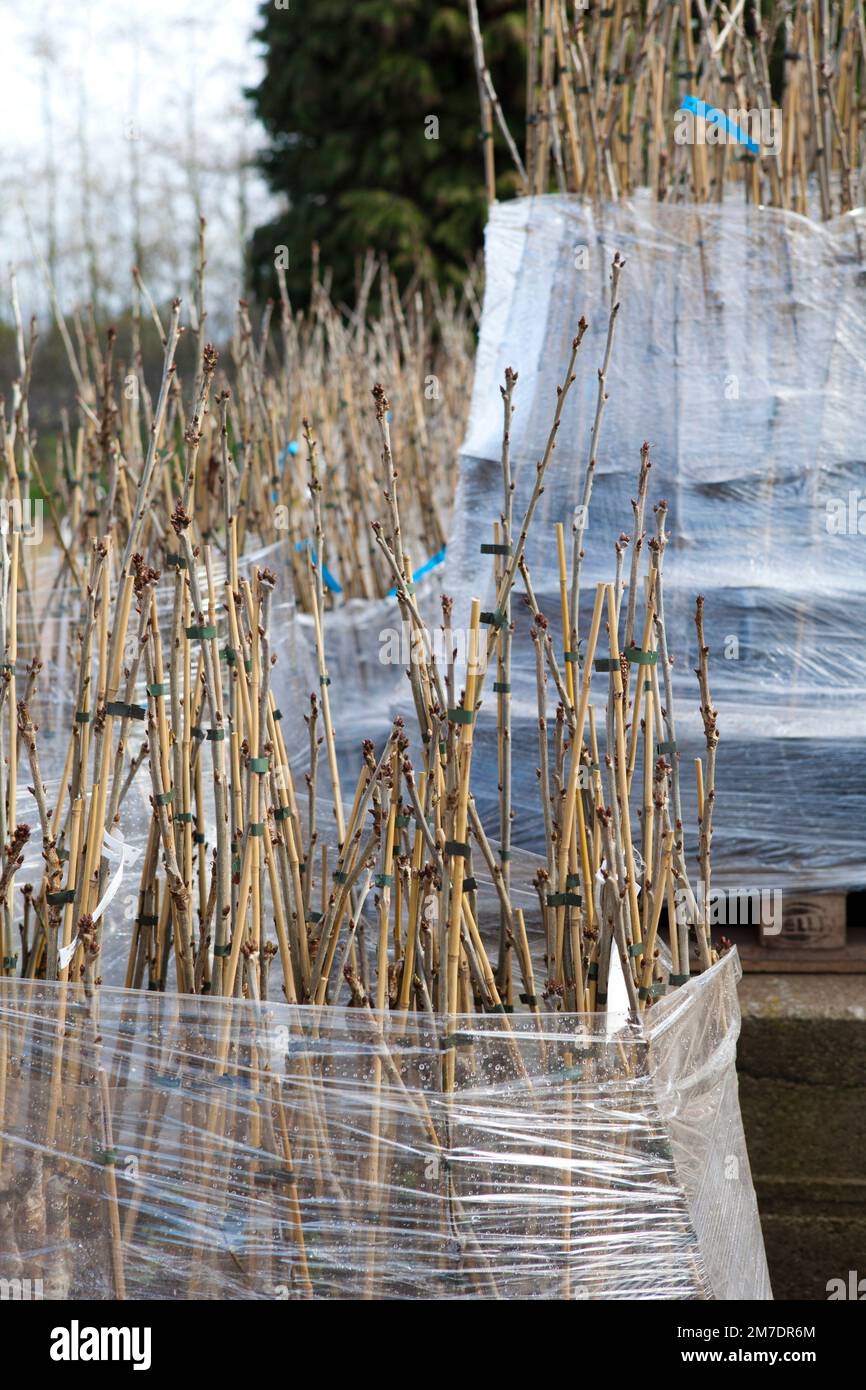 Garden centre saplings hi-res stock photography and images - Alamy