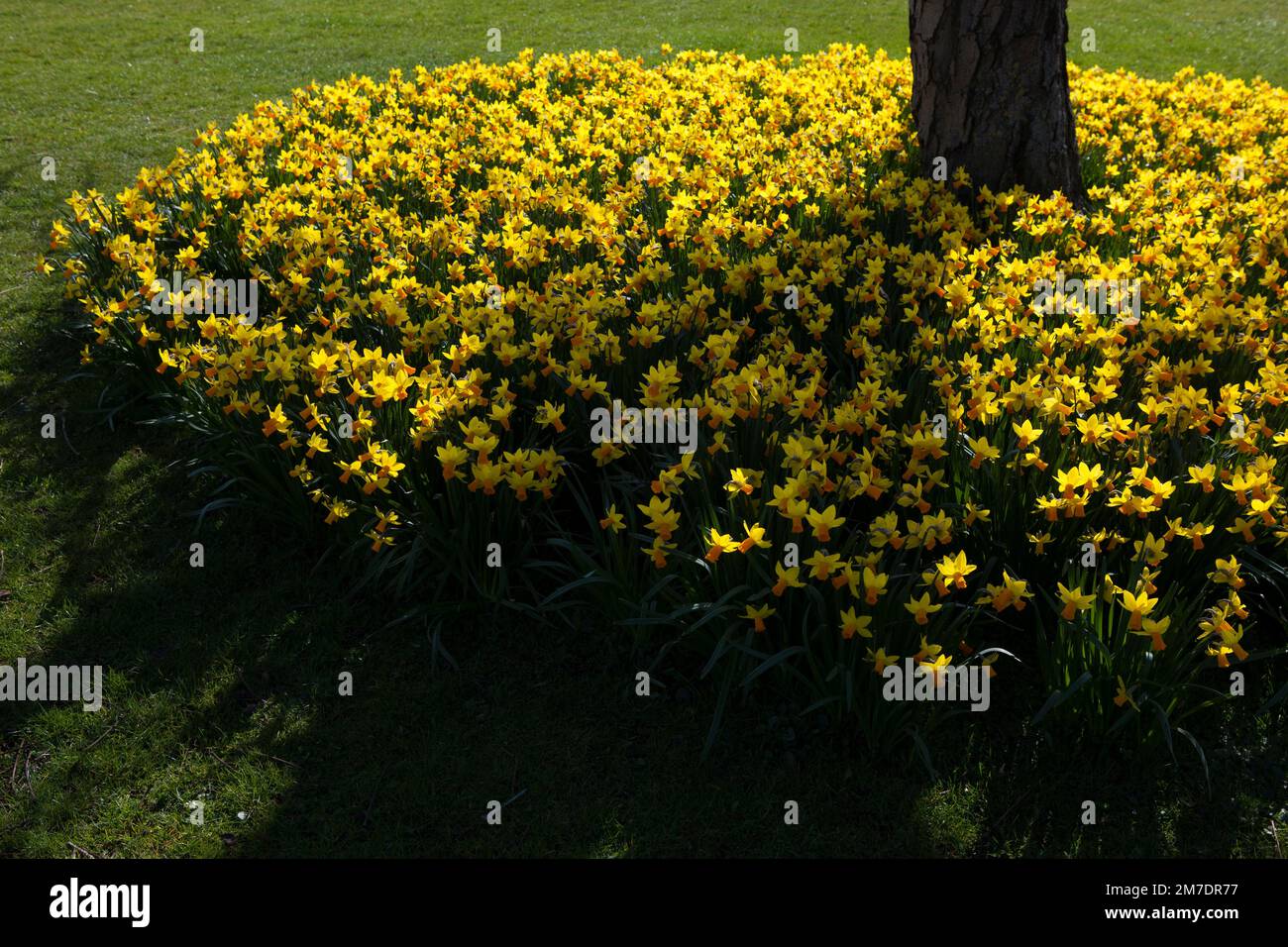 A huge planting of daffodils glowing in the spring sunshine underneath ...