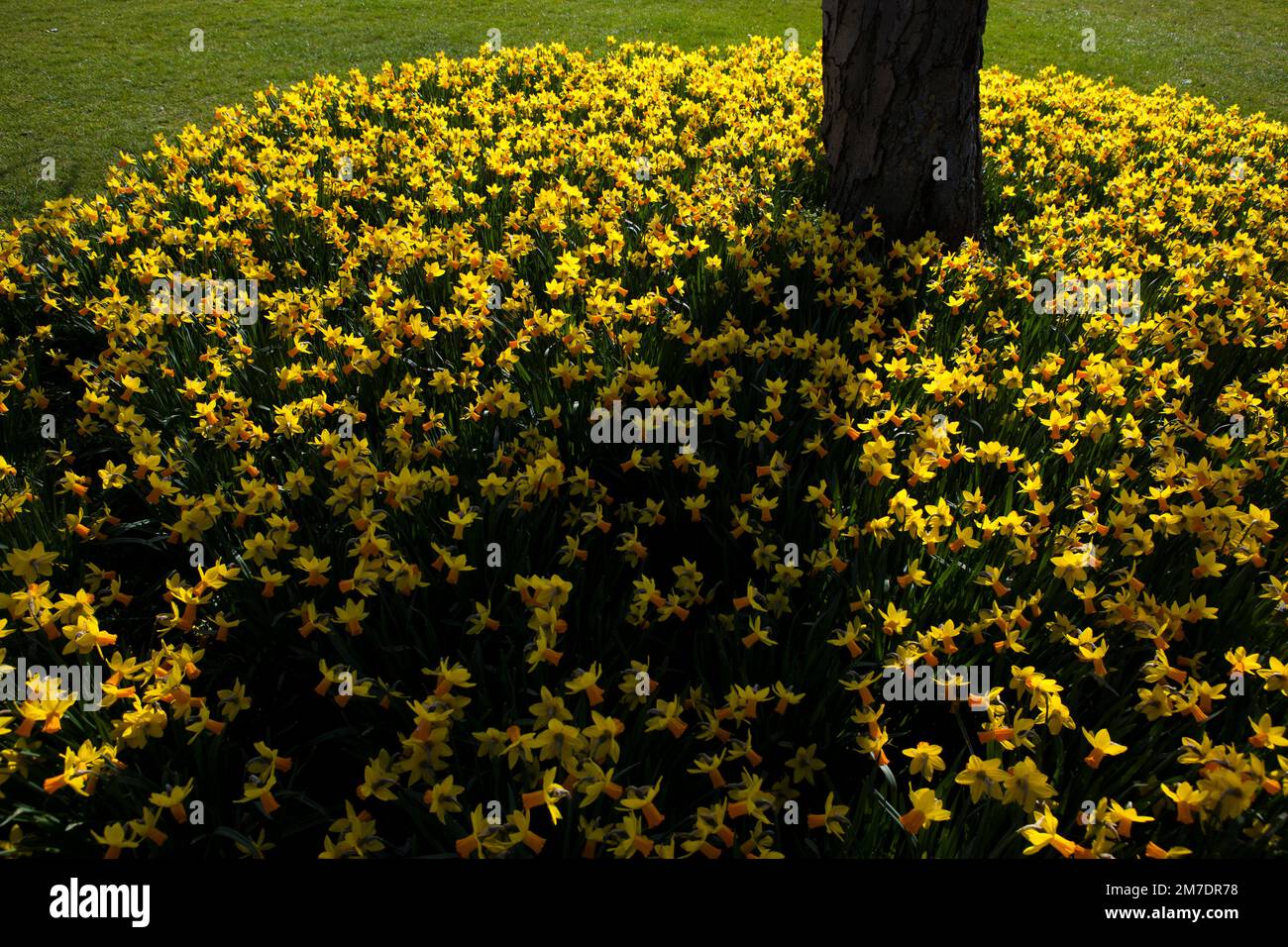 A huge planting of daffodils glowing in the spring sunshine underneath ...