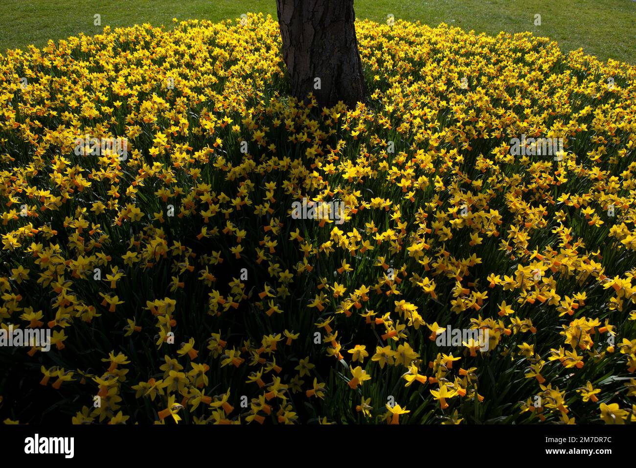 A huge planting of daffodils glowing in the spring sunshine underneath ...