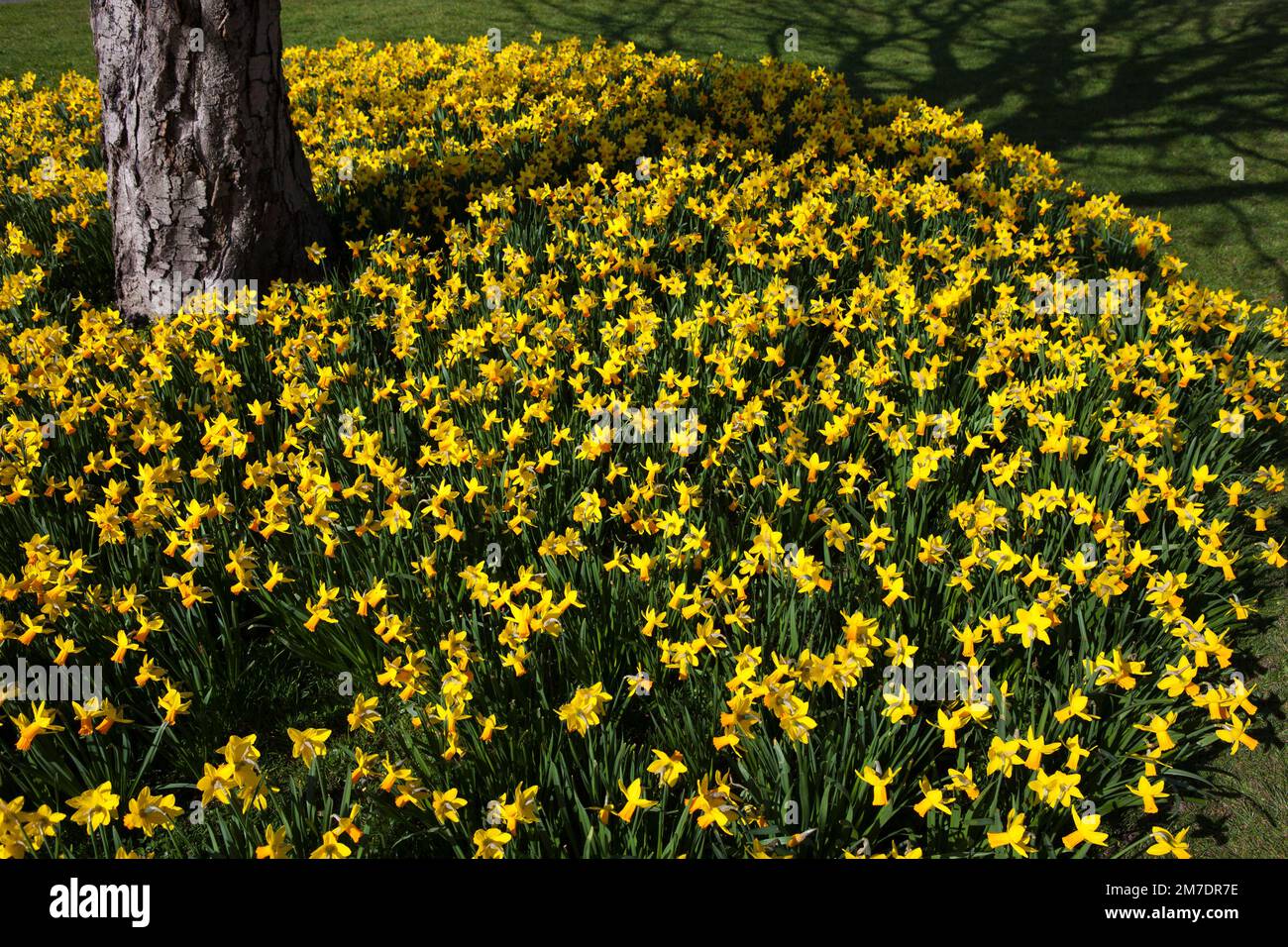 A huge planting of daffodils glowing in the spring sunshine underneath ...