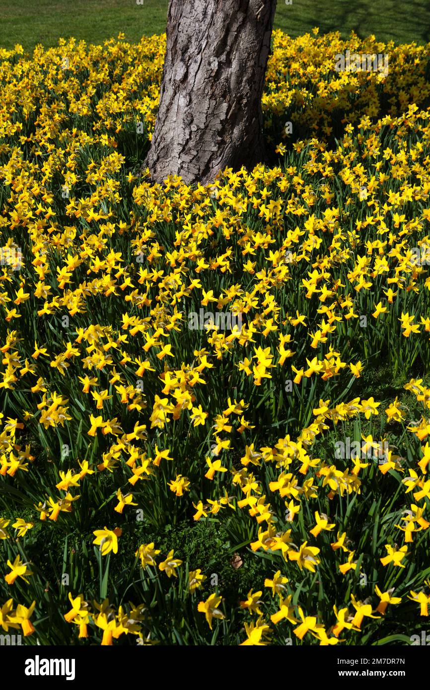 A huge planting of daffodils glowing in the spring sunshine underneath ...