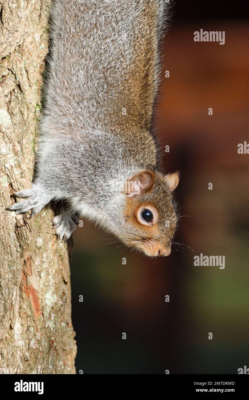 Tree damage by squirrel hi-res stock photography and images - Alamy