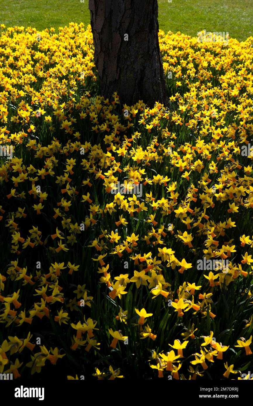 A huge planting of daffodils glowing in the spring sunshine underneath ...