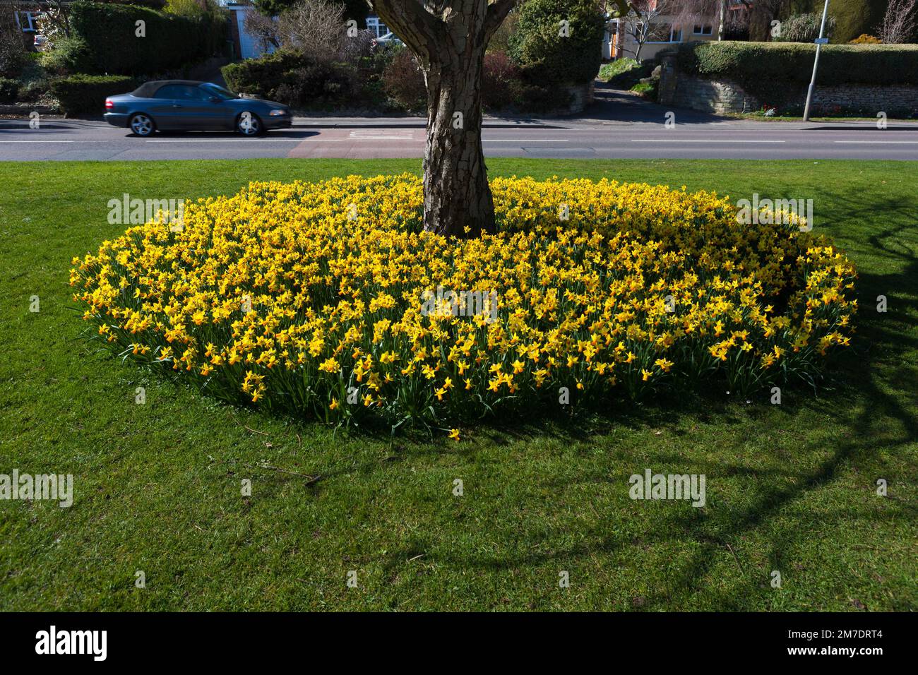 A huge planting of daffodils glowing in the spring sunshine underneath ...