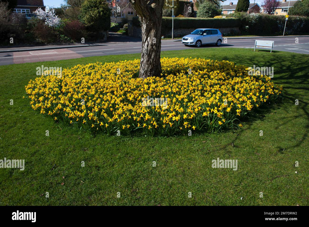 A huge planting of daffodils glowing in the spring sunshine underneath ...