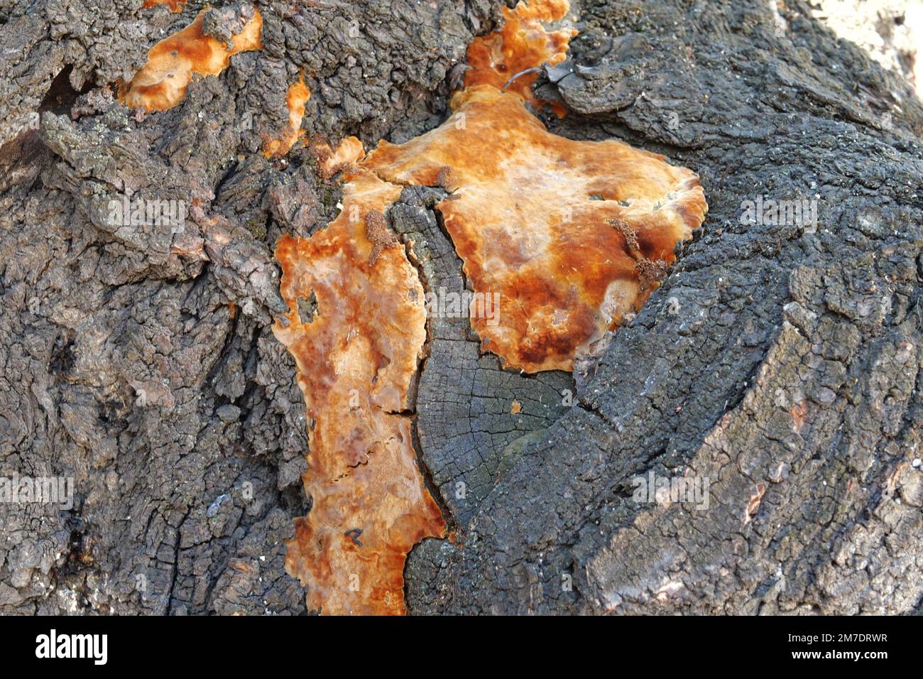 fungus on a tree trunk outdoor. Fungal disease. Close-up Stock Photo ...
