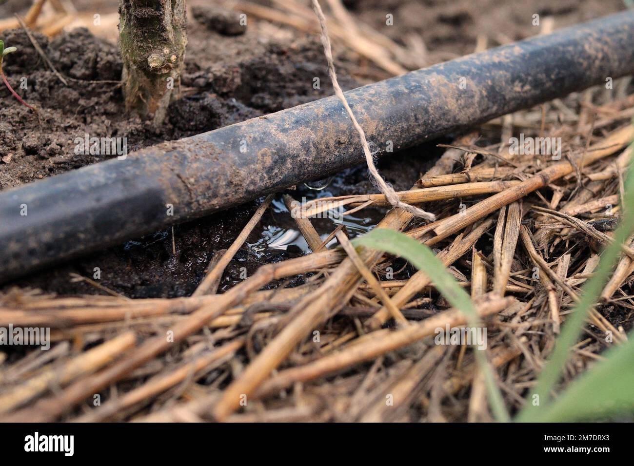 drip watering of the plant. Water drips onto the drip irrigation system ...