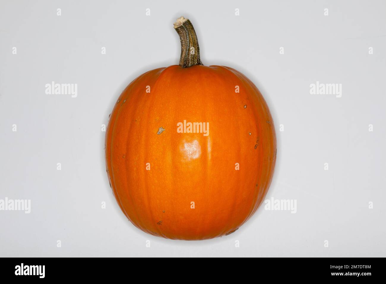 Close up detail of the stalk and thick orange skin of a pumpkin Stock ...