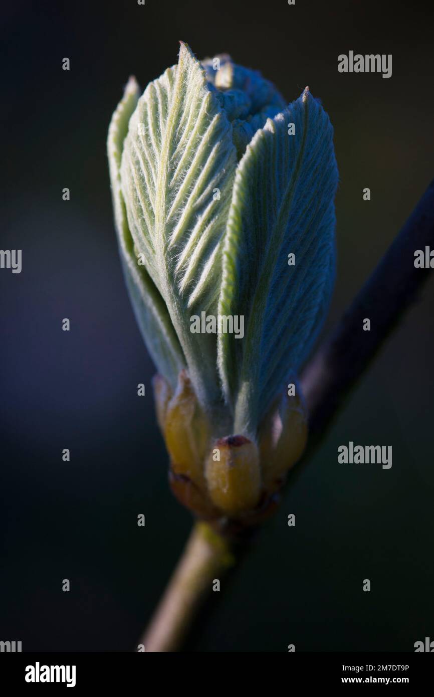 The tight buds of a small fruit tree start to open in the spring ...