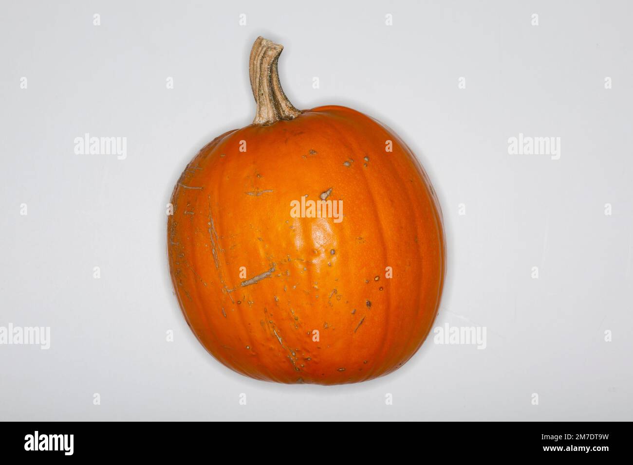 Detail pumpkin skin hi-res stock photography and images - Alamy