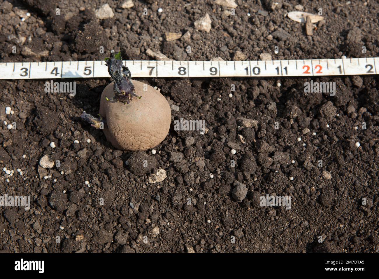 Well prepared plot on an allotment with deep straight lines for ...