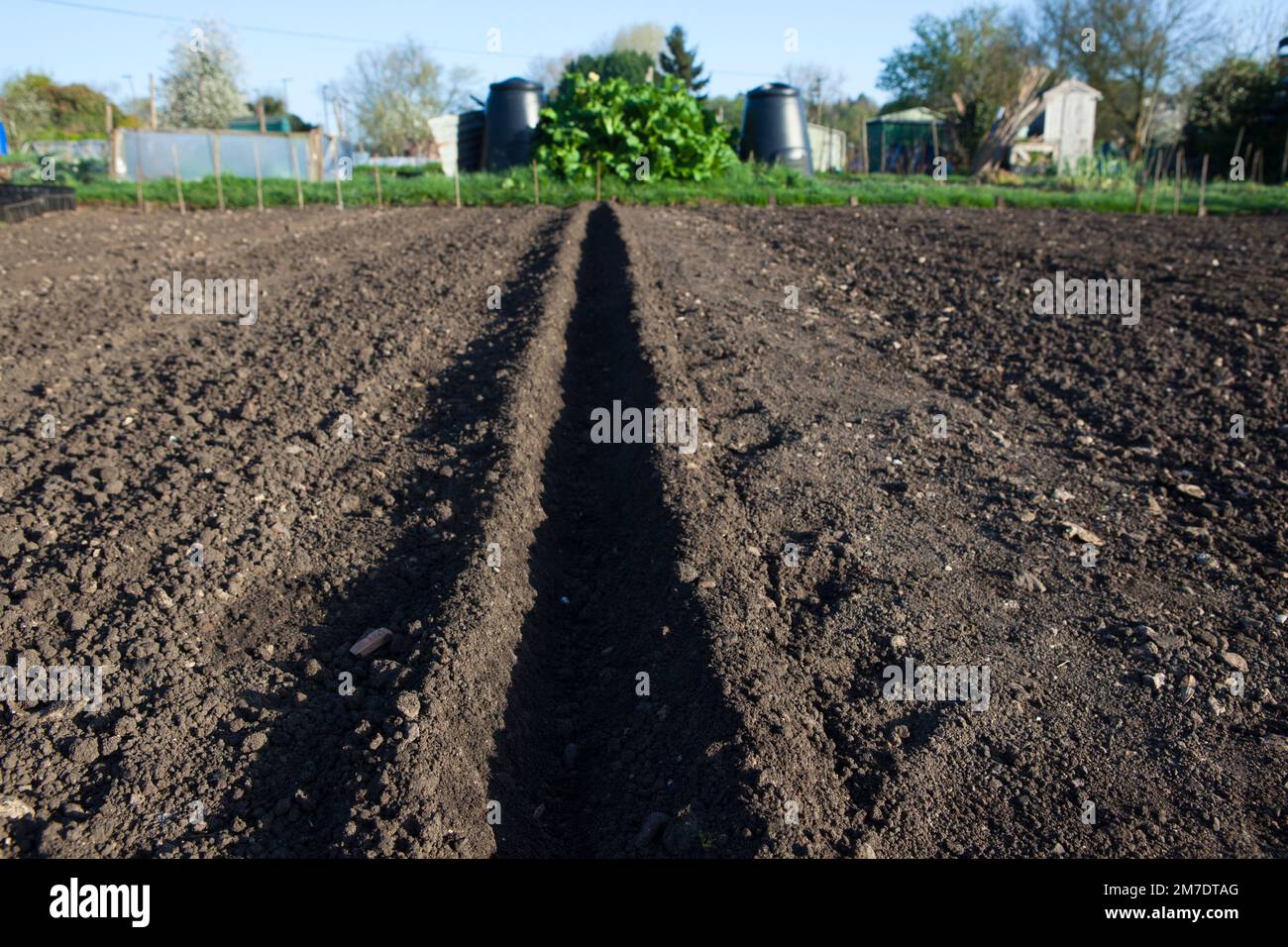 Well prepared plot on an allotment with deep straight lines for ... Well prepared plot on an allotment with deep straight lines for ...