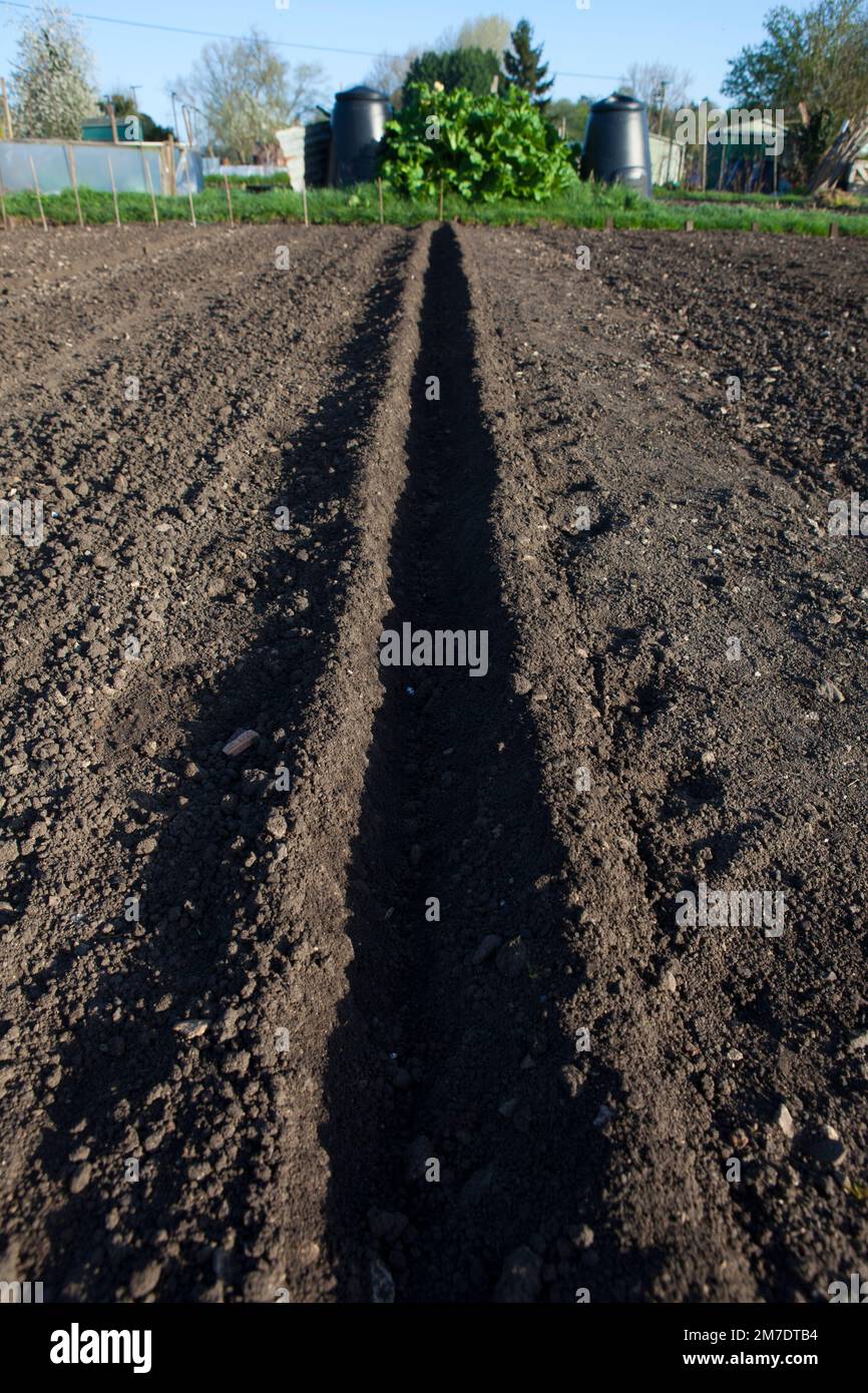 Well prepared plot on an allotment with deep straight lines for ...
