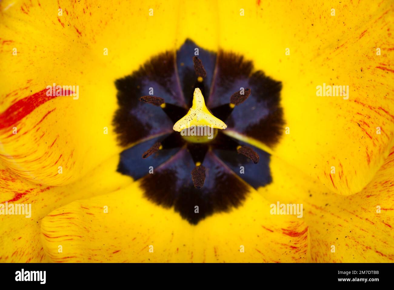 A fancy brightly coloured tulip flower in full bloom, glowing in the ...