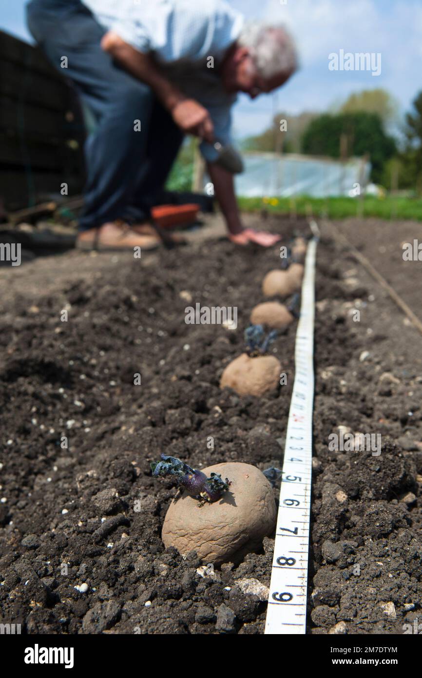 Well prepared plot on an allotment with deep straight lines for ...