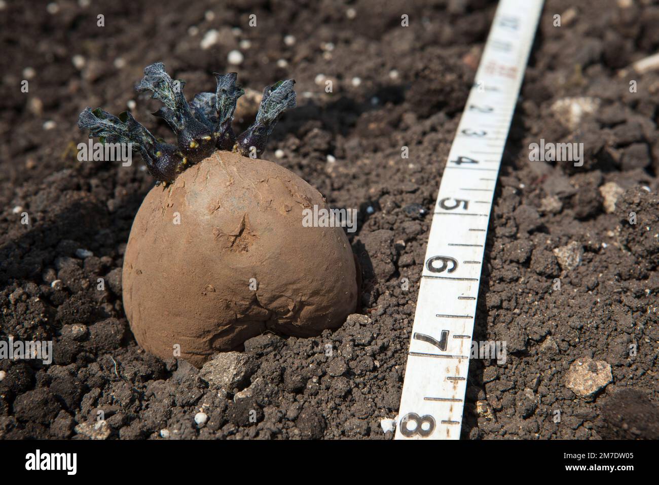 Horticultural tilth hi-res stock photography and images - Alamy