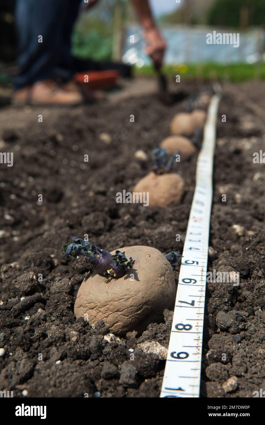 Well prepared plot on an allotment with deep straight lines for ...