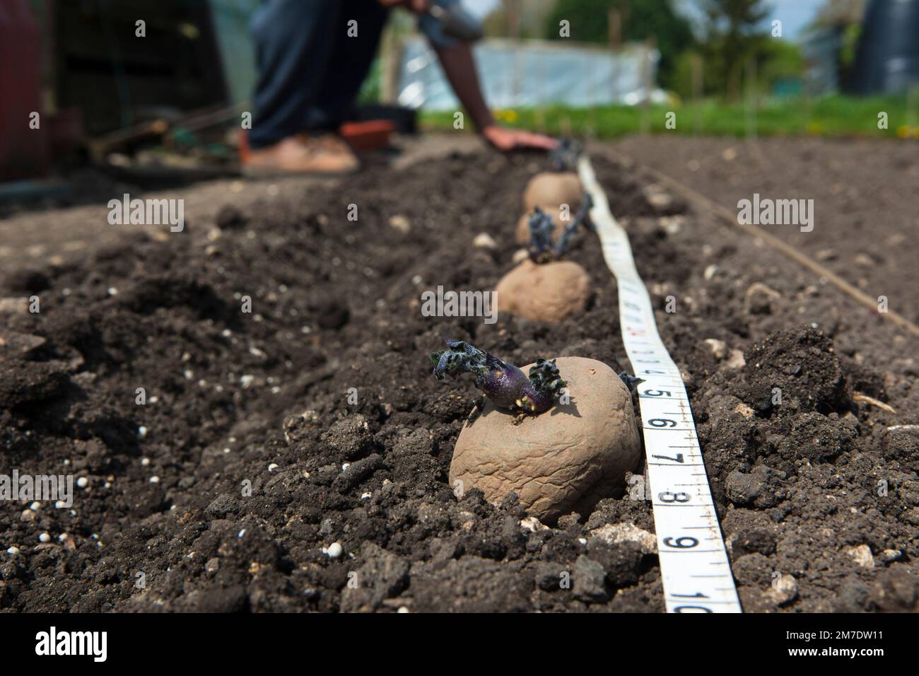 Well prepared plot on an allotment with deep straight lines for ... Well prepared plot on an allotment with deep straight lines for ...
