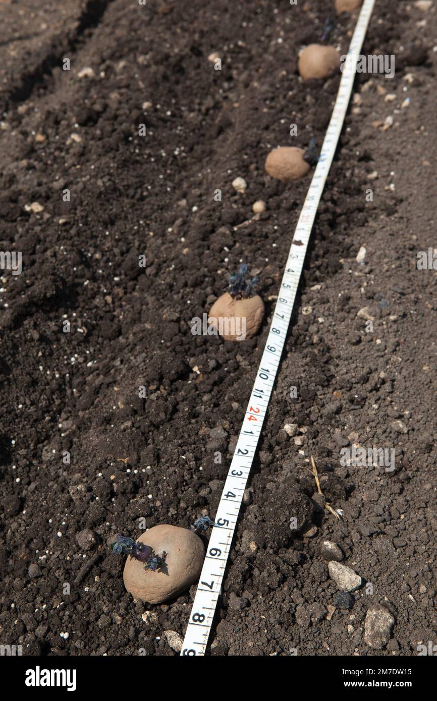 Well prepared plot on an allotment with deep straight lines for ... Well prepared plot on an allotment with deep straight lines for ...