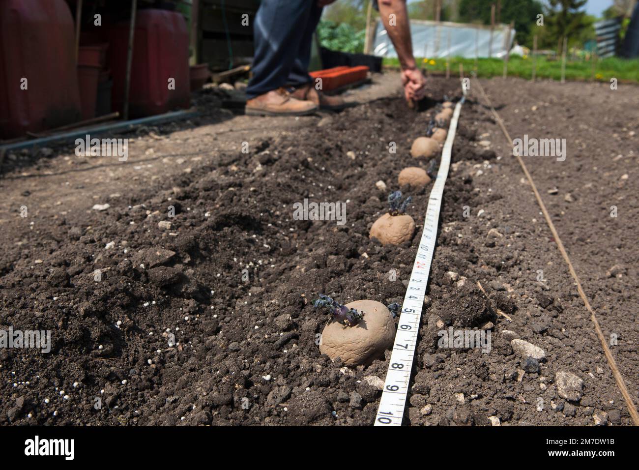 Well prepared plot on an allotment with deep straight lines for ...