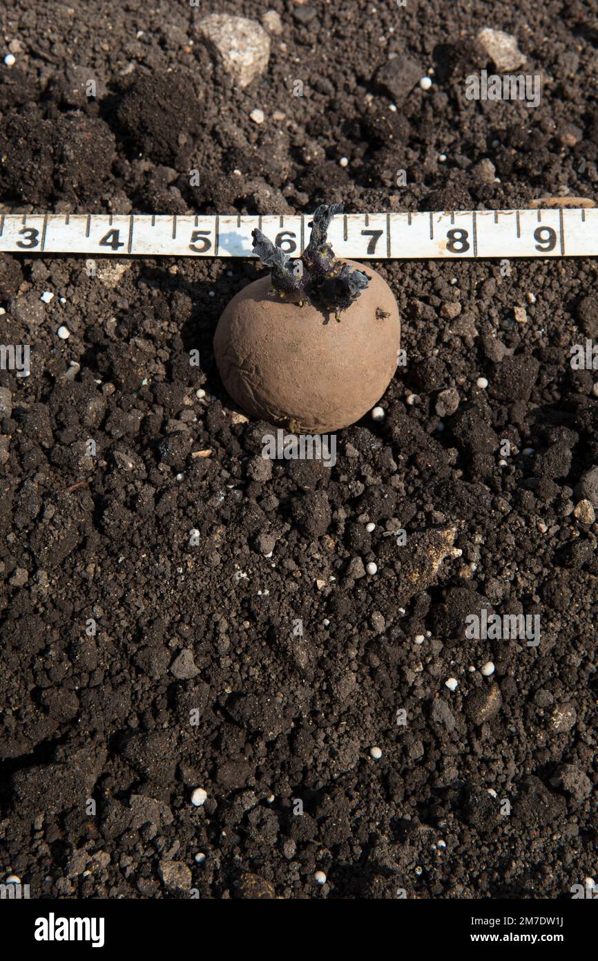 Well prepared plot on an allotment with deep straight lines for ...