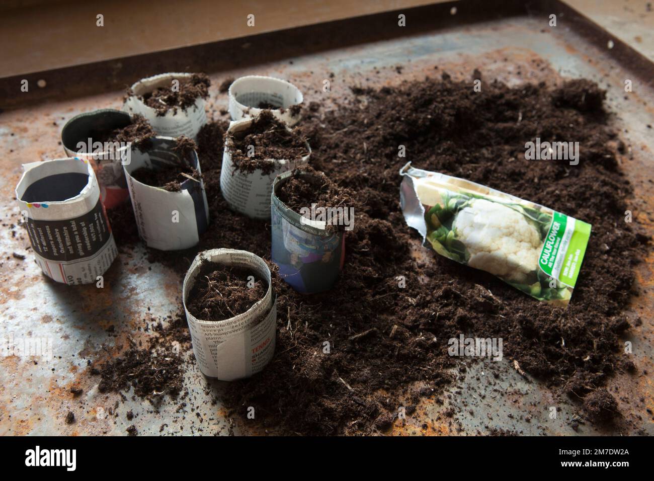 Home made plant pots for seedlings, made from old recycled newspapers ...