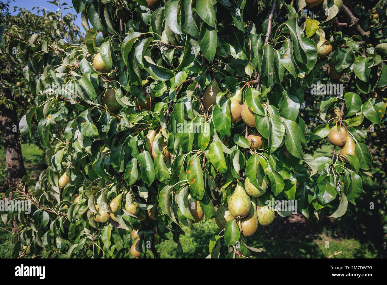 Conference pear tree hi-res stock photography and images - Alamy