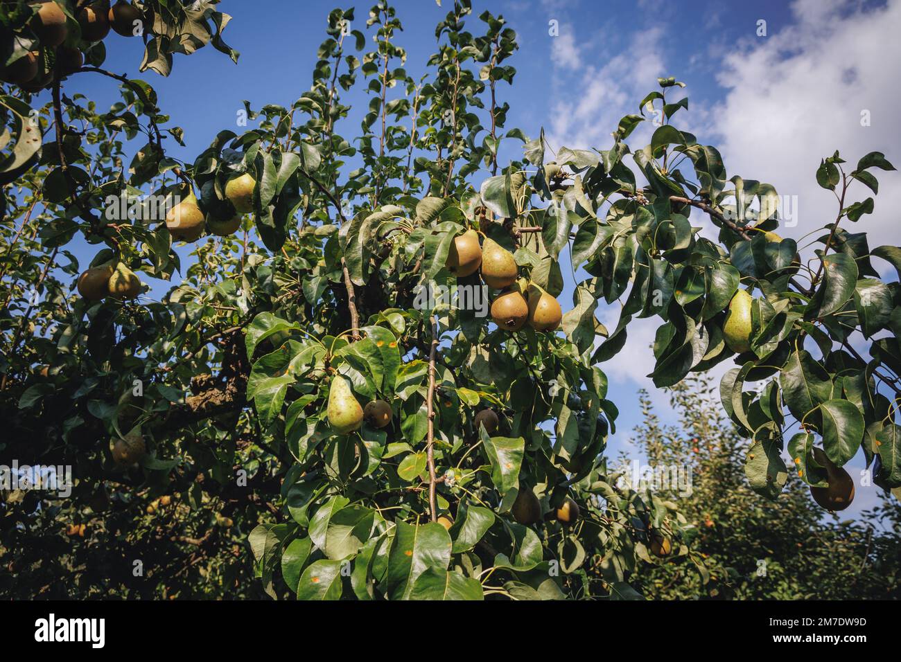 Peartree hi-res stock photography and images - Alamy