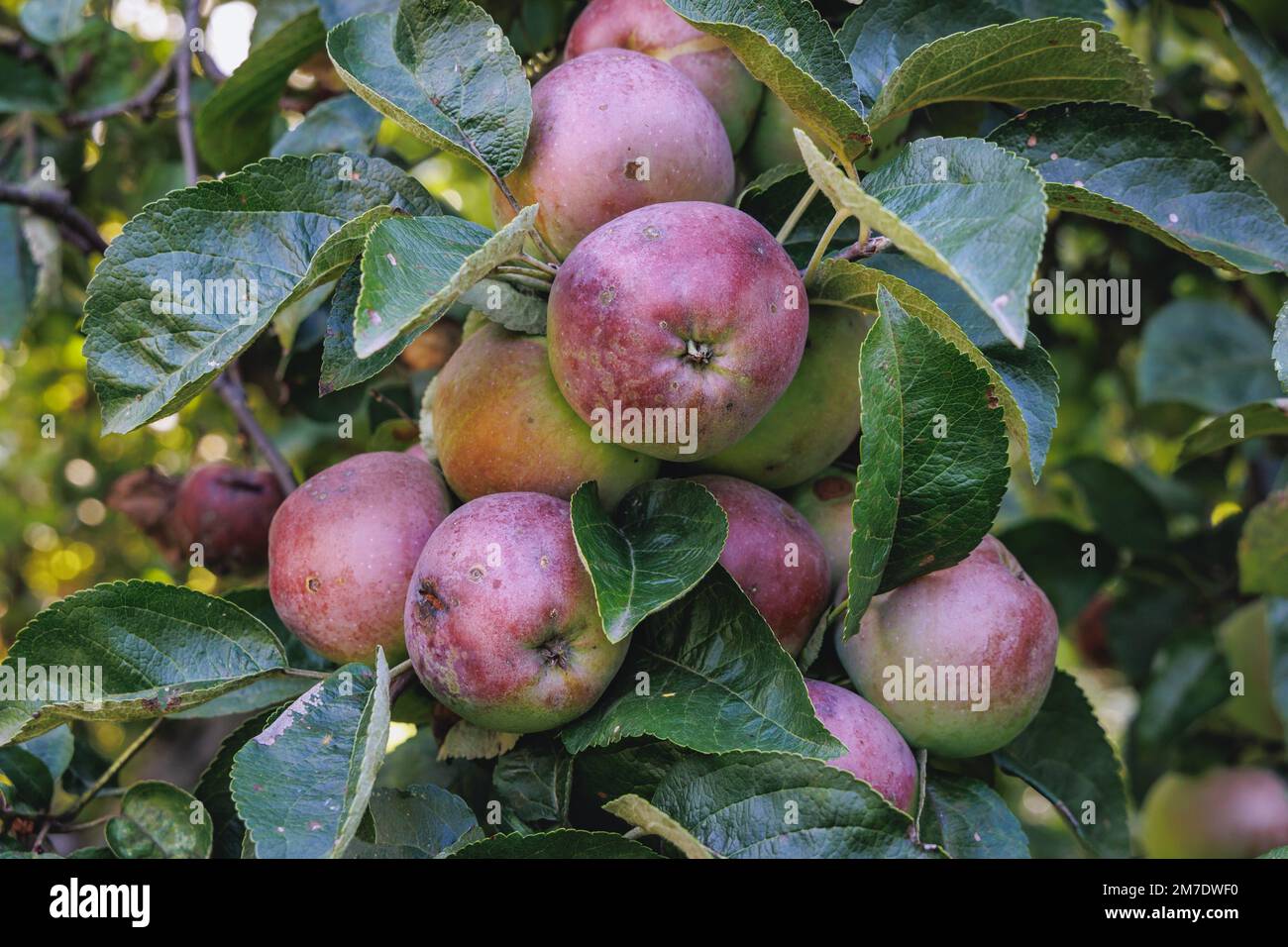 Polish apples hi-res stock photography and images - Alamy