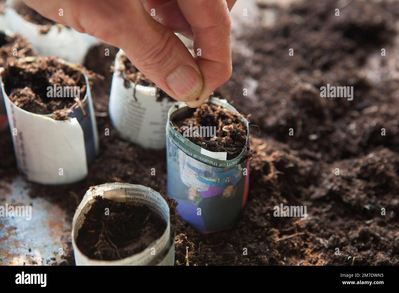 Home made plant pots for seedlings, made from old recycled newspapers ...