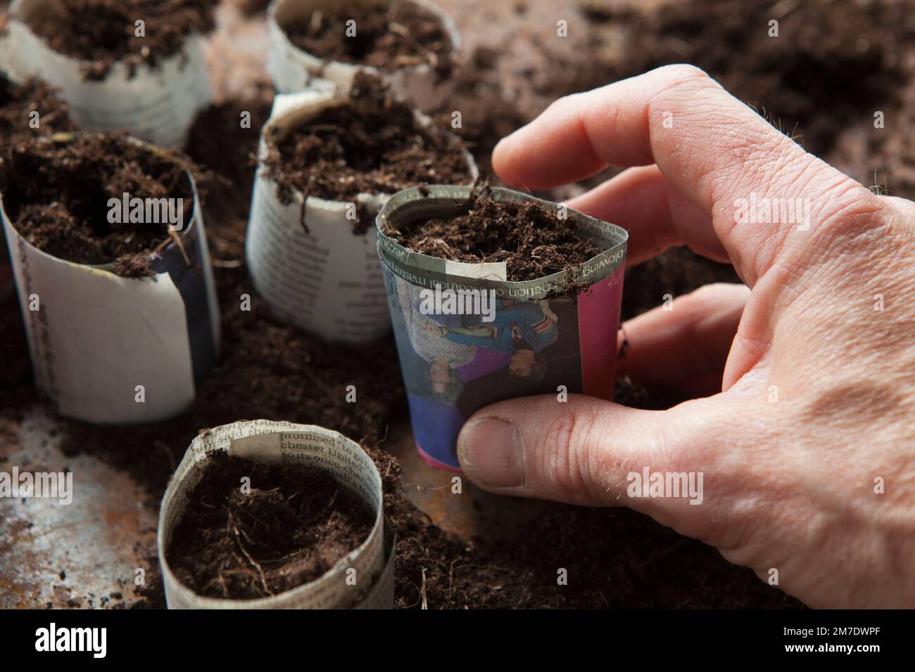 Home made plant pots for seedlings, made from old recycled newspapers ...